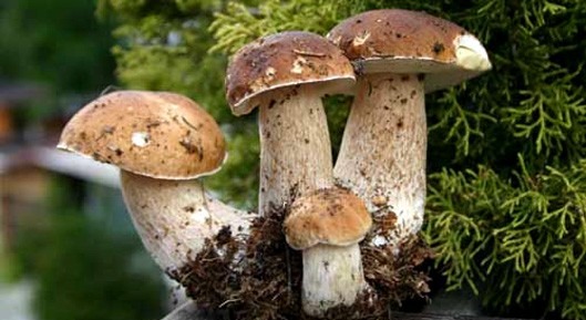 Mangiano funghi tossici, intera famiglia ricoverata - Alghero Eco