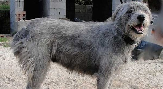 Il Cane fonnese verso il riconoscimento della razza - Alghero Eco