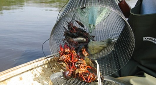 Regione, nuove norme per la pesca con le nasse - Alghero Eco