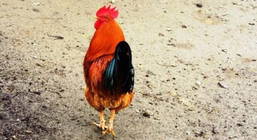 Tutta colpa del gallo ruspante - Alghero Eco