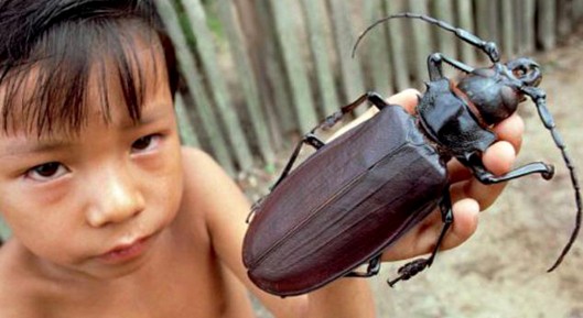 Lo scarabeo più grande al mondo - Alghero Eco