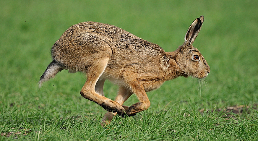 Uccidono leprotto a colpi di fucile: Barracelli denunciati e espulsi ...