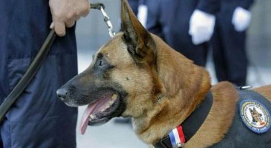 Sassari: un giardino dedicato a Diesel, il cane eroe - Alghero Eco