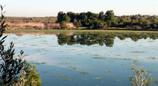 Bloom algale Calich arriva in anticipo - Alghero Eco