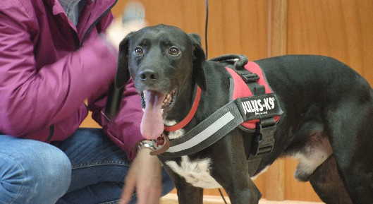 Paure e fobie del cane, ad Alghero si è svolto il corso cinofilo "Io ...